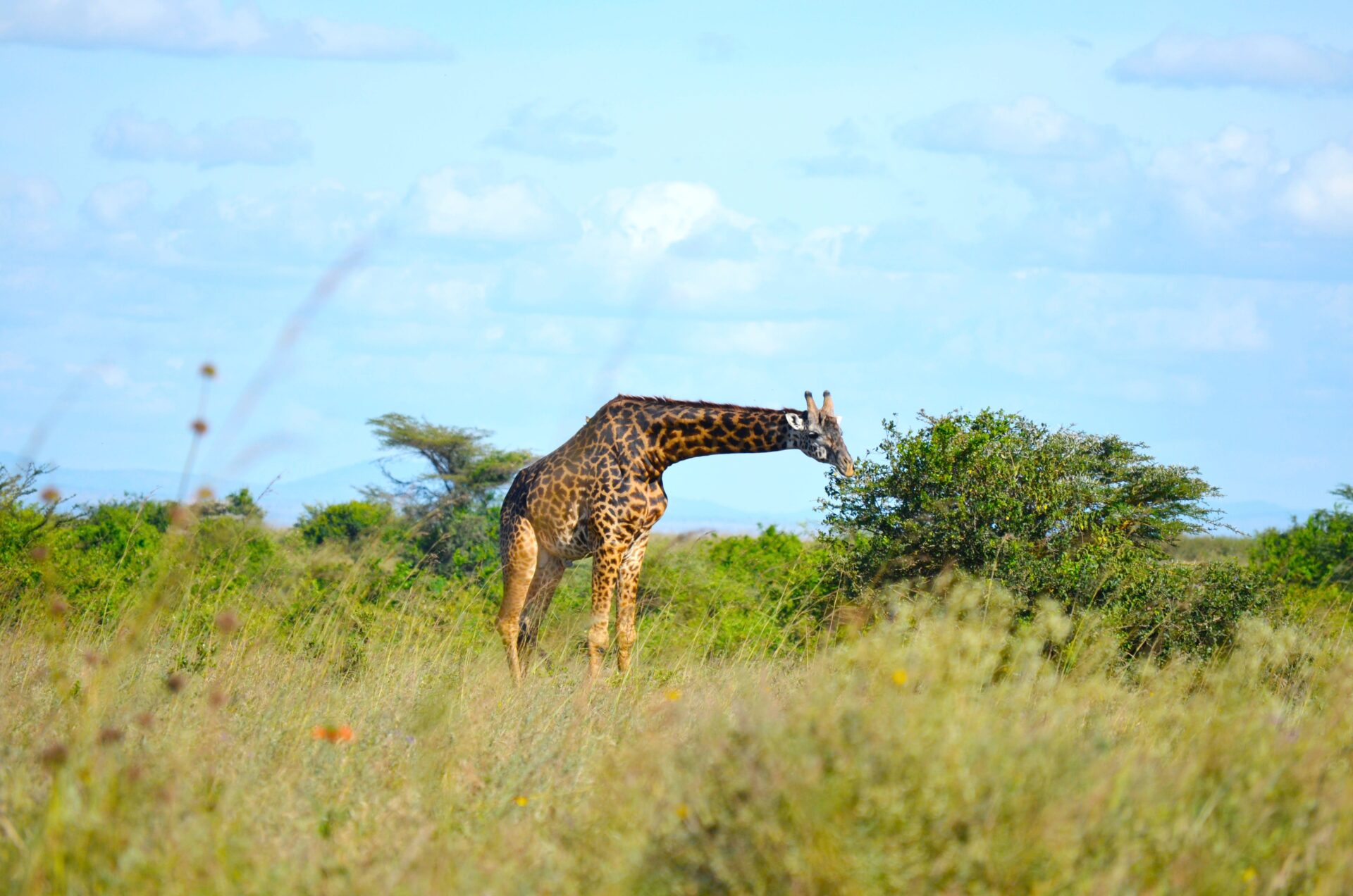 Money > Nairobi > Spring > Biz Class > $3,457 to $4,157 R/T - First ...